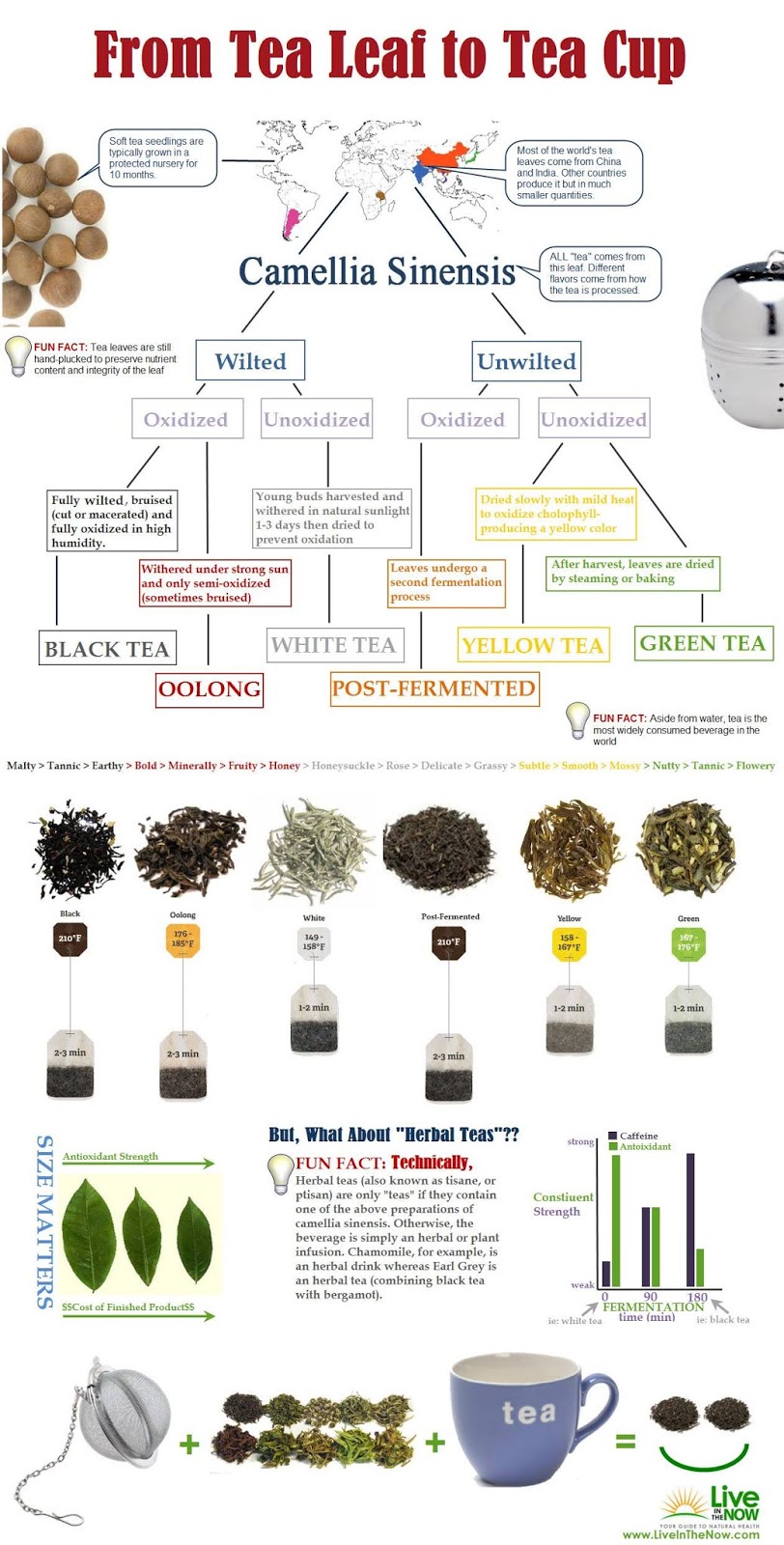 Where does tea come from and why are there different types?