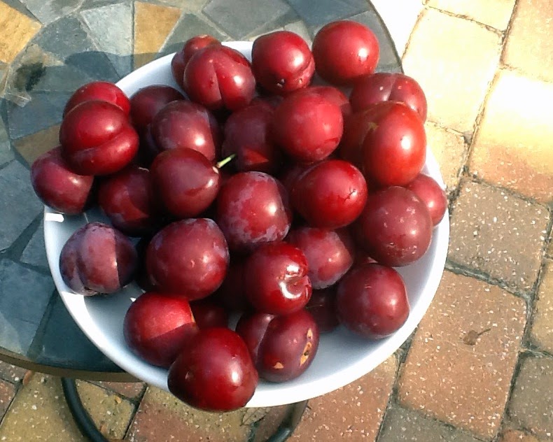 Gardening in Central Florida: Plum Season Has Begun