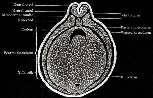 Biolearnspot: Development of mesoderm in frog