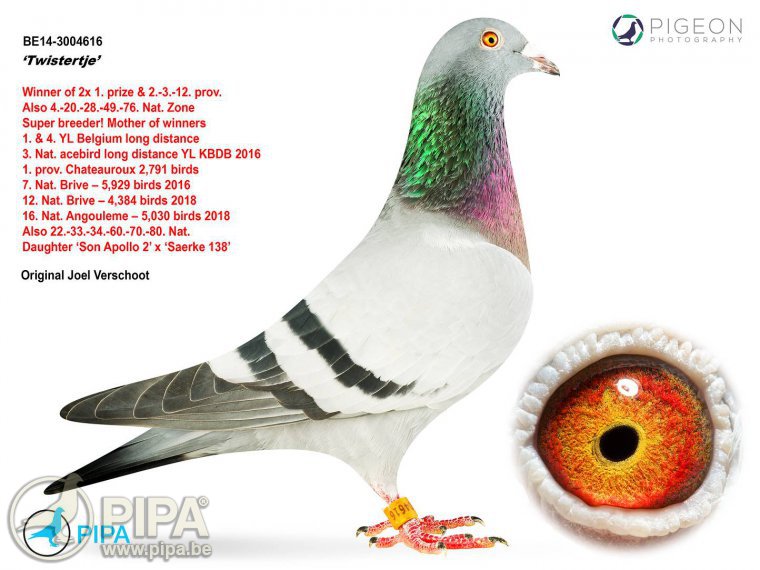 racing pigeons nieripigeons : Nuevo Record ARMANDO...final: Joël Verschoot