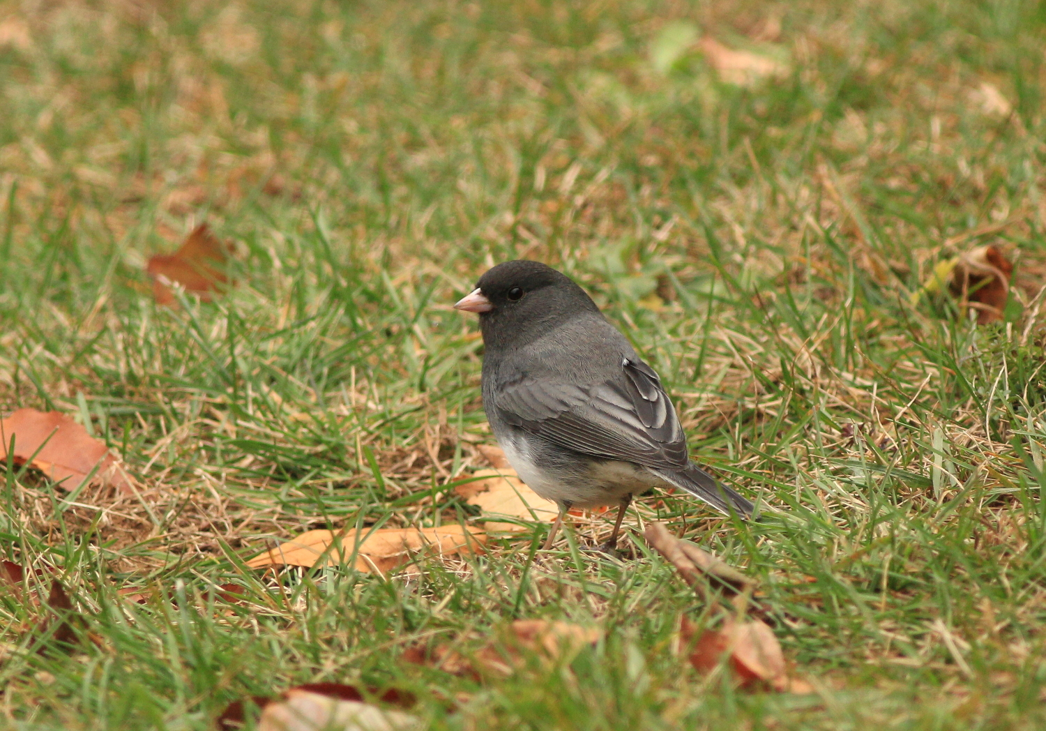 Mark James Pearson: Junco yard