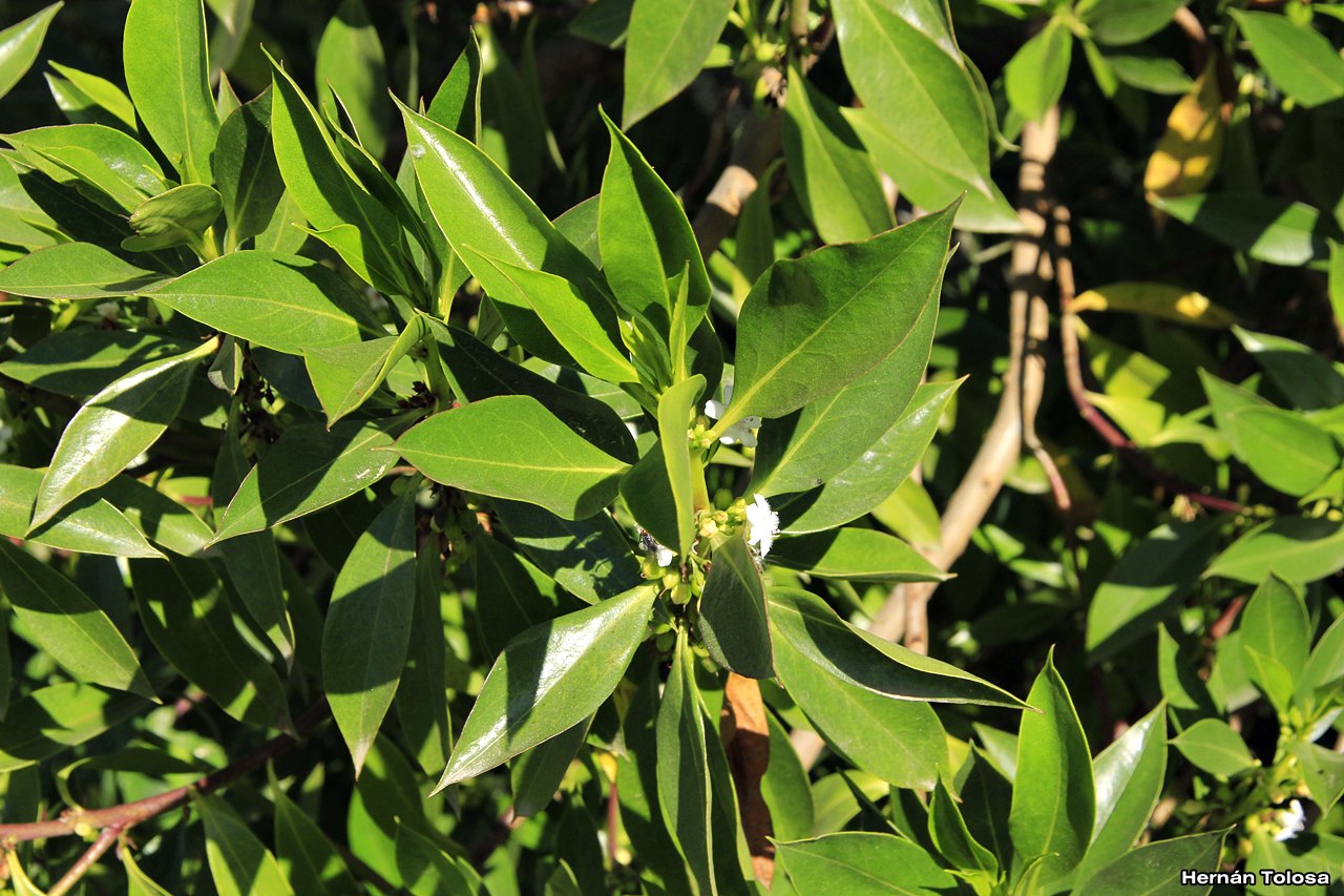 Flora Bonaerense: Mióporo (Myoporum laetum)