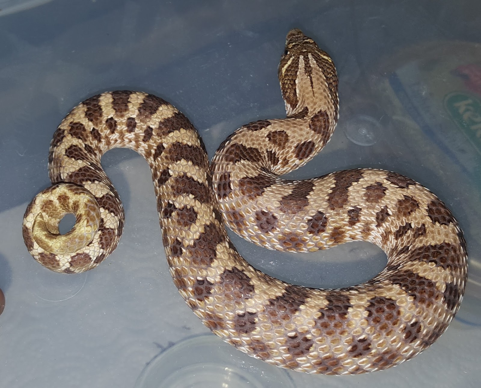 EJ Reptiles: Adult Hognose Morphs Available