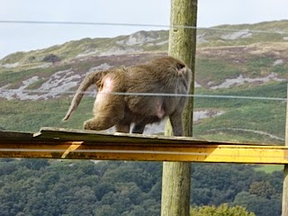 Local History of South Wales & Llanhilleth Miners' Institute: Welsh Ape ...