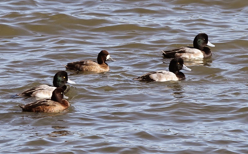 Murfs Wildlife : North American Ducks