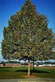 PlantsPedia: American Sycamore Tree