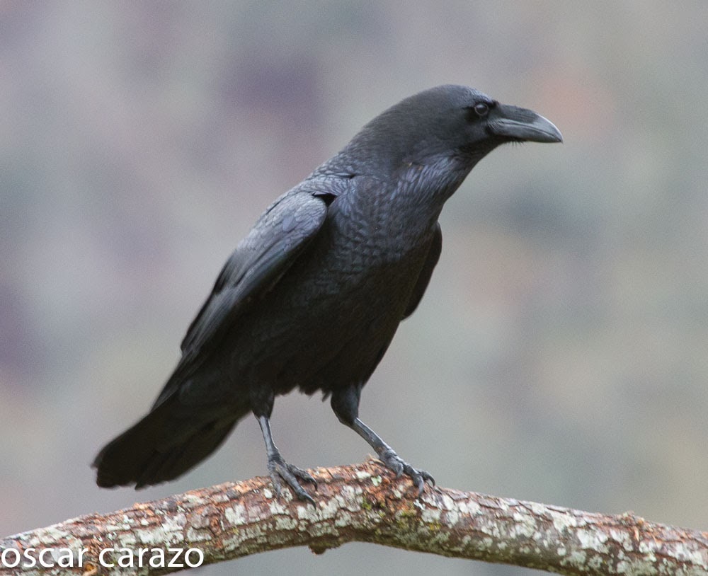 AVESANTURTZI: PARQUE REGIONAL DE LOS PICOS DE EUROPA:CORVIDOS