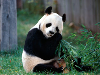 IMAGENES ANIMALES EN ALTA DEFINICION: IMAGEN OSO PANDA COMIENDO