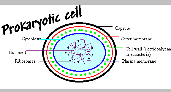 About Mutation: Prokaryote