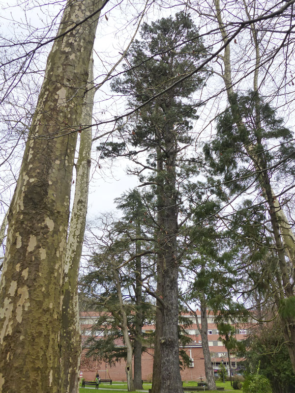 Flora ornamental, hortícola y medicinal.: Pinus ponderosa. Pino real ...