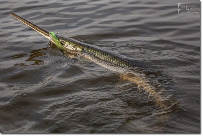 Lone Star Parson: I Fought The Gar And The Gar Won