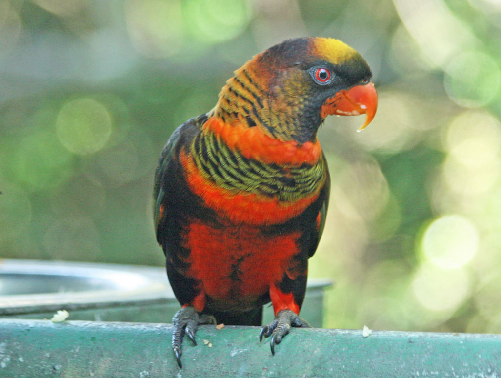 Dusky Lory | The Life of Animals
