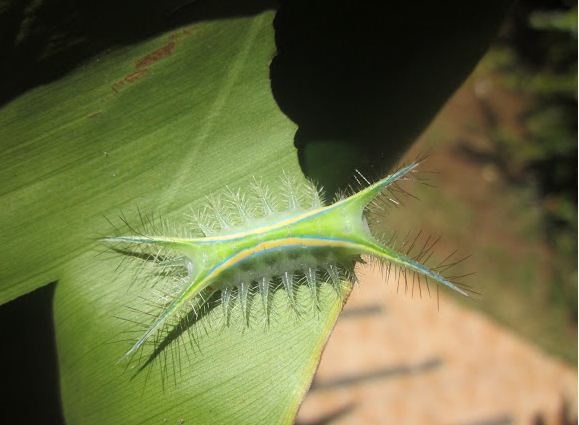 Revelaed: the Forked Green Alien of Earth | Featured Creature