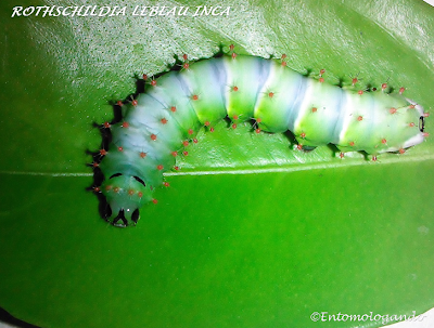 Entomologando: Rothschildia lebeau inca