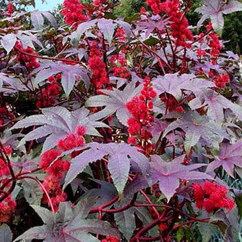 Encyclopédie Médicale: Les poisons naturels les plus mortels au monde