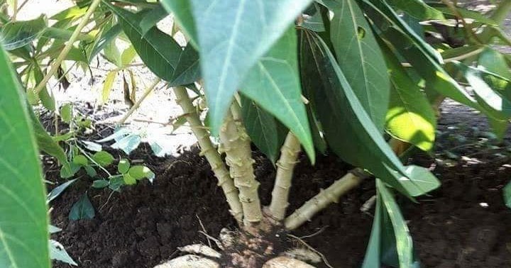 Tehnik baru menanam singkong agar berumbi banyak dan menghasilkan panen yang melimpah 5x lipat.