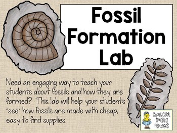 Growing a STEM Classroom: Fossil Formation Lab - Simulate How Fossils ...