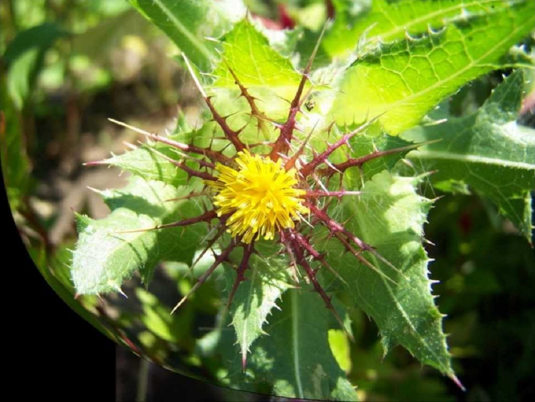 CURARSI CON IL CARDO - Blog di pociopocio