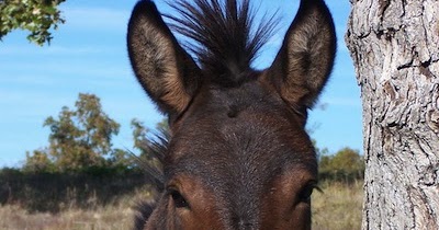 Mythology and Folklore UN-Textbook: Jamaica: Monkeys and Fishes