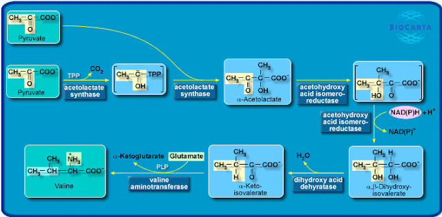 World of Biochemistry (blog about biochemistry): Metabolic map on the ...
