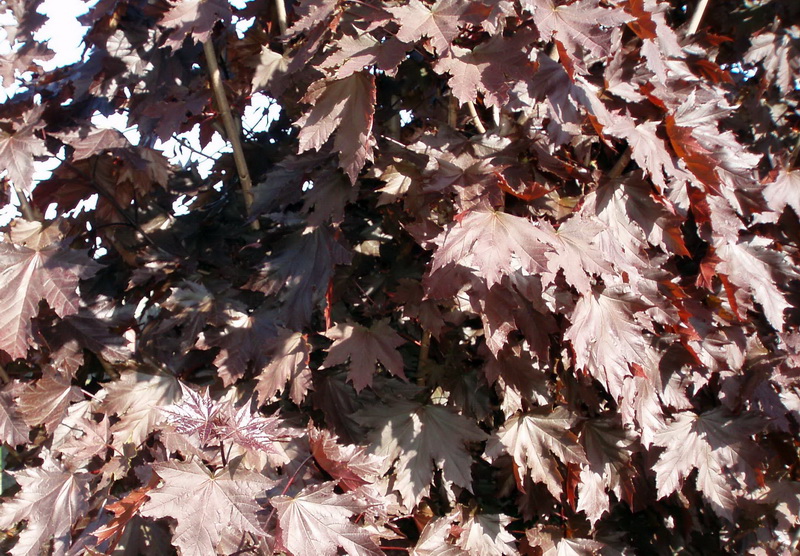 Blogul Simonei: Aroganţe. Arţar canadian