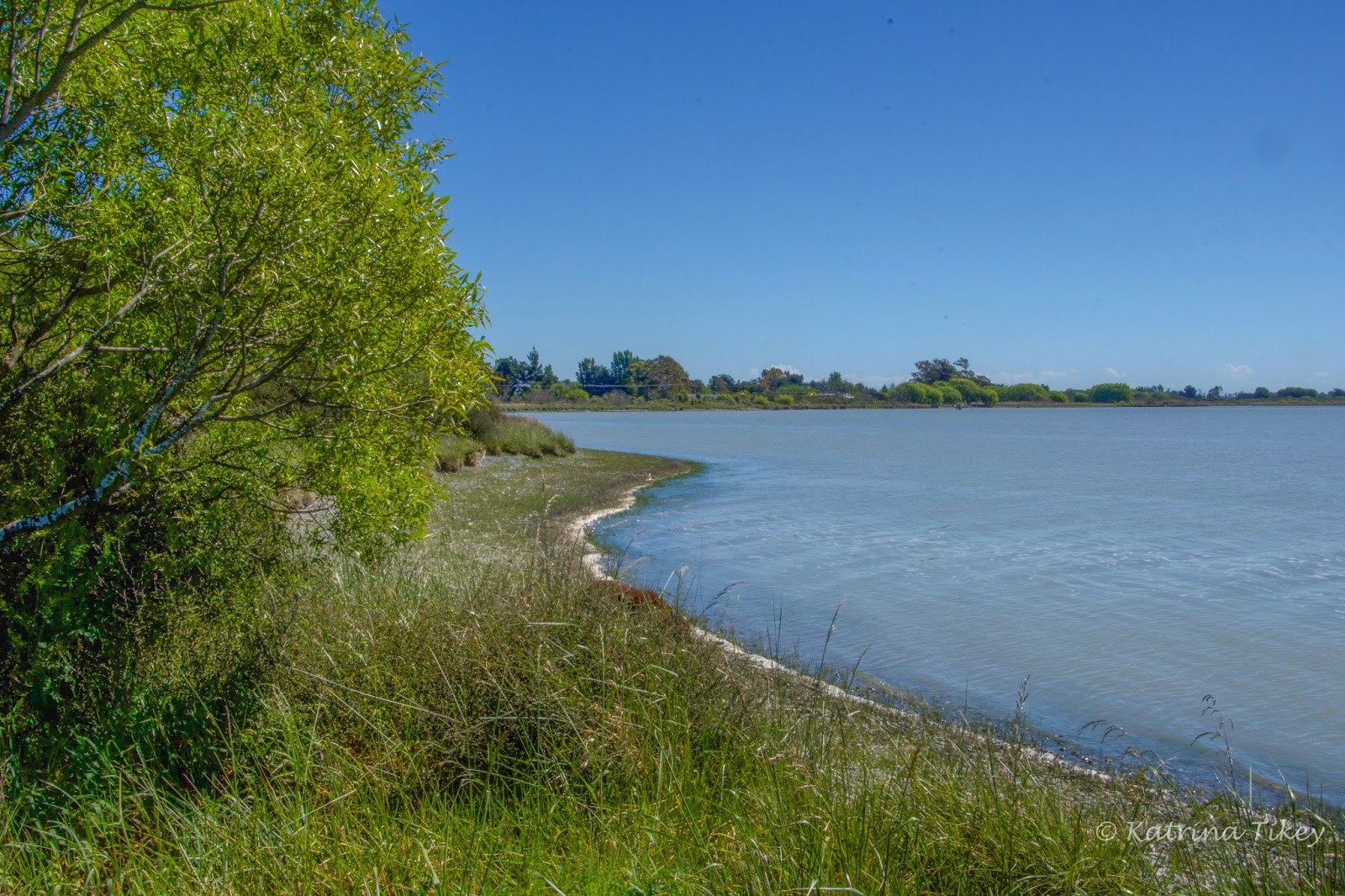 Paws Awhile: Lakeside Domain - Lake Ellesmere