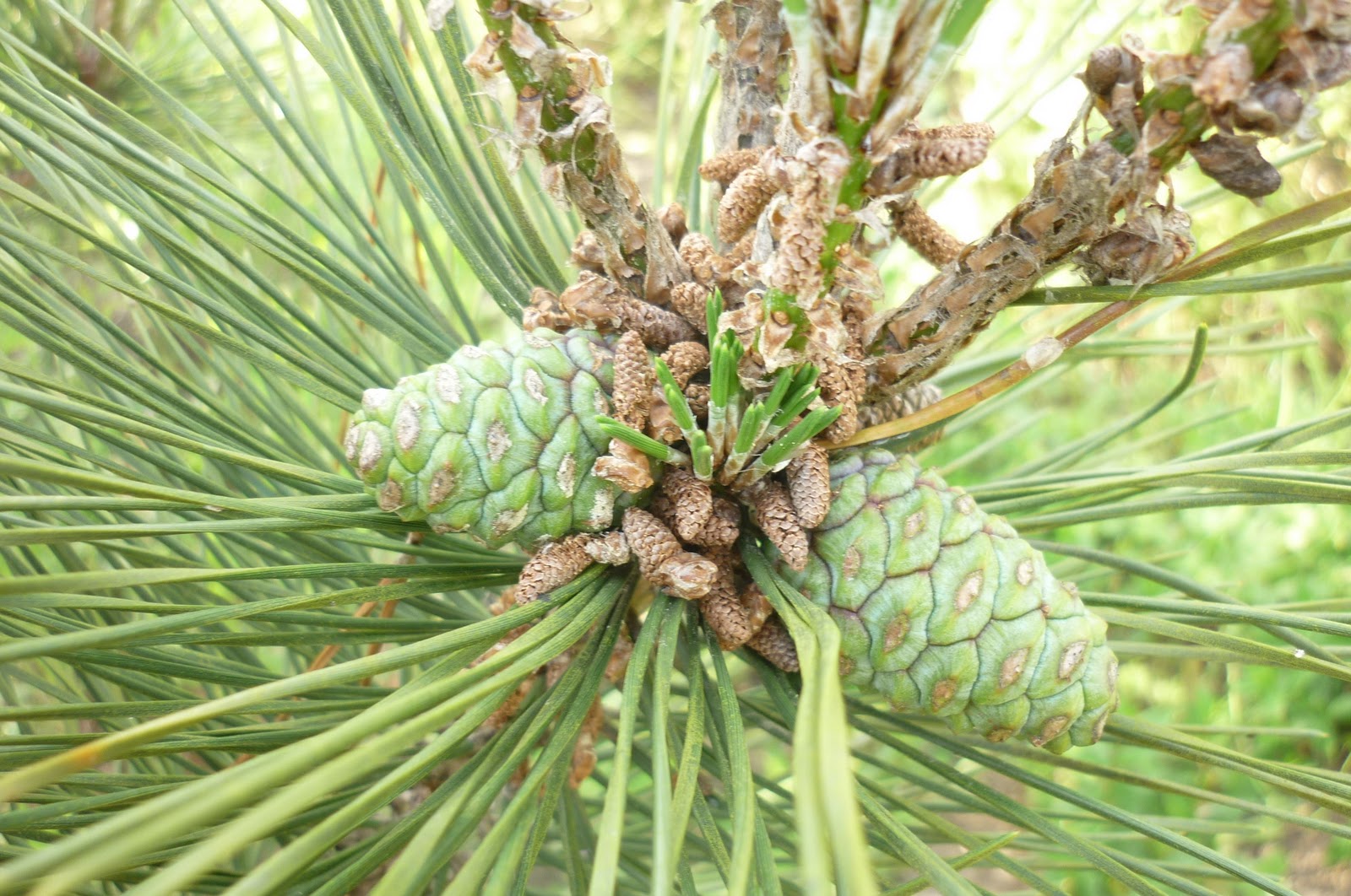 Bonsai: Bonsai Cultivo de Pinheiro Negro (Japanese Black Pine Development)