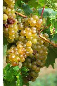 NO HI HA OUS - VINS & CAVES: Muscat (Moscatell de gra petit)