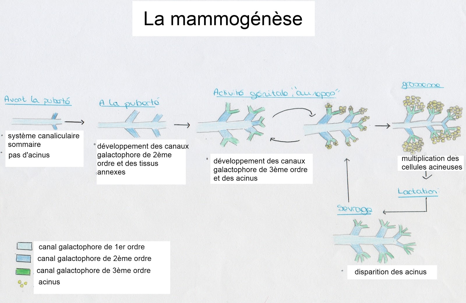 laitssentiel pour bébé: La glande mammaire