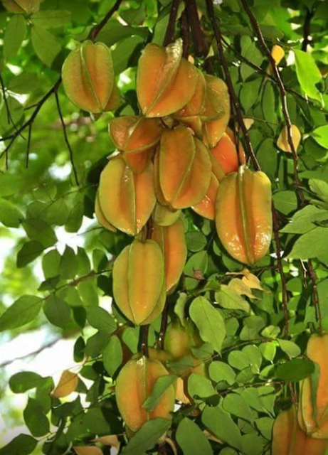 Where Does Star Fruit Come From