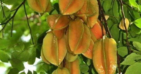 Where Does Star Fruit Come From