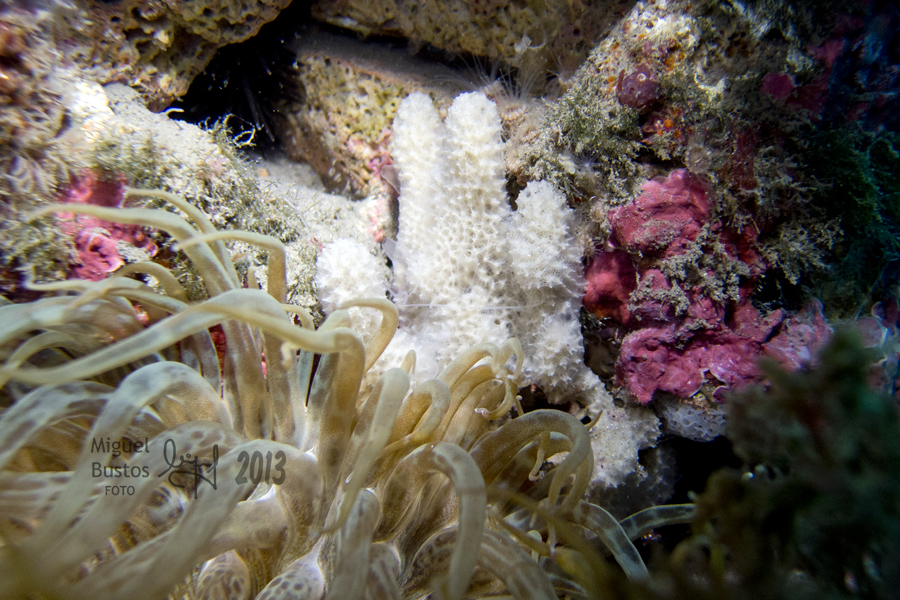 Naturaleza y Fotografía en Motril: Dysidea fragilis