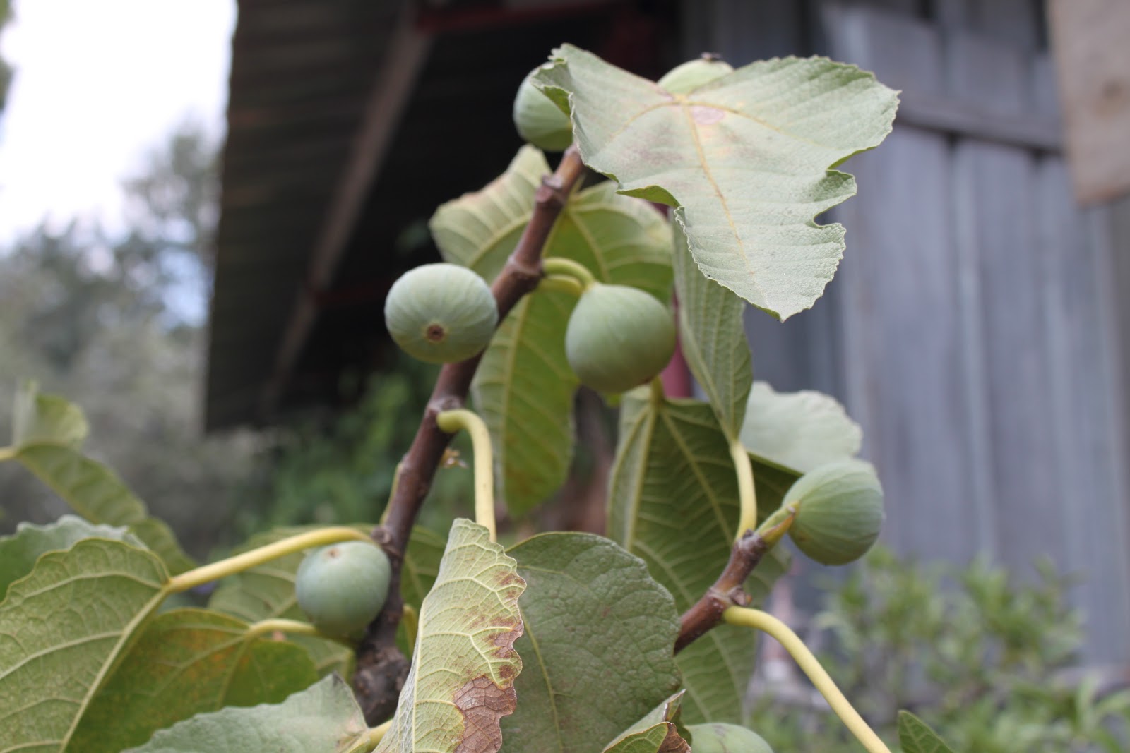 Steve&Bev Middle East Discovery 2011: Tzipori, Kfar Hasidim, Safed, Sea ...