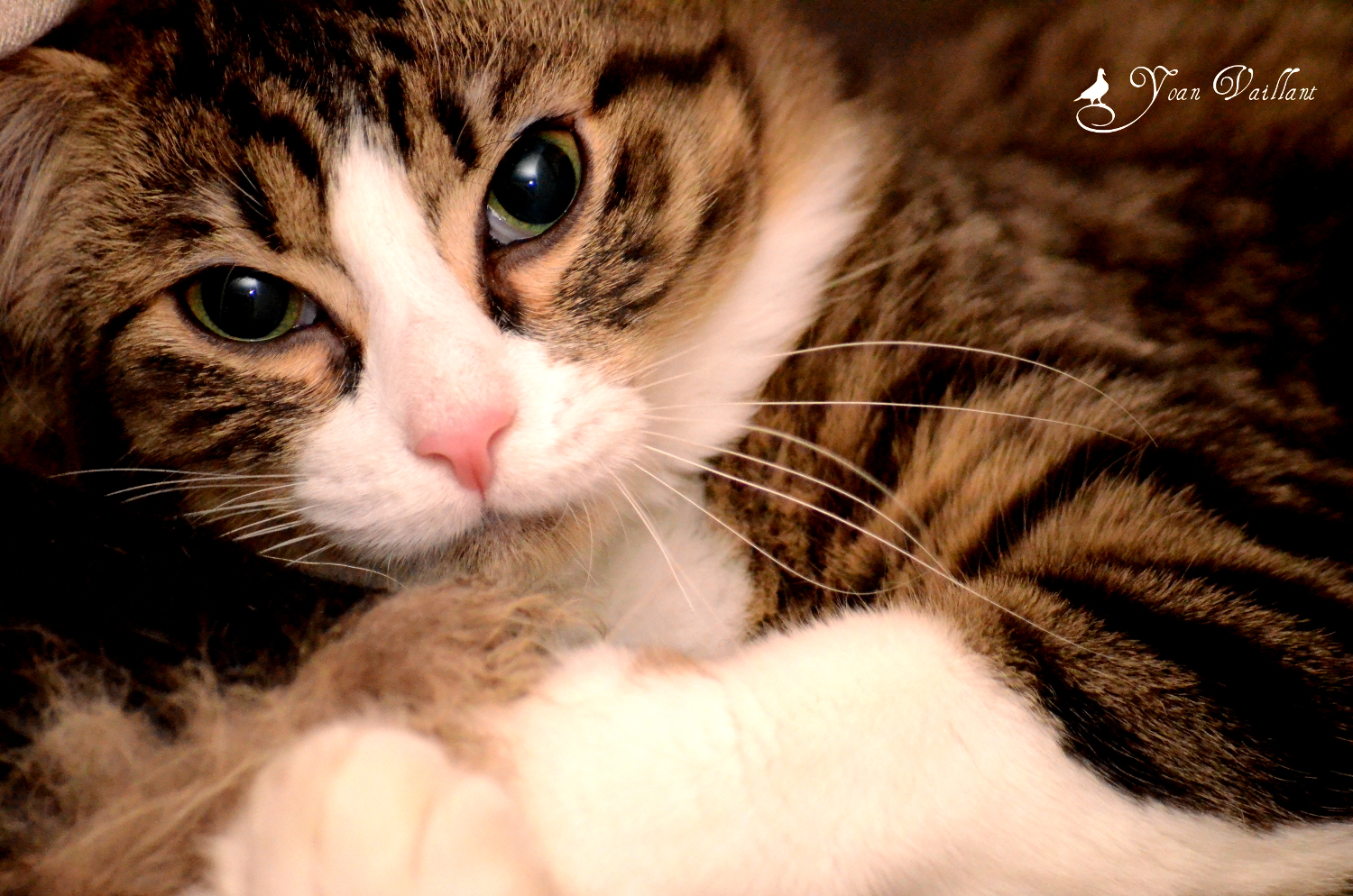 Feeling good in a picture ...: Portrait de chat, la suite