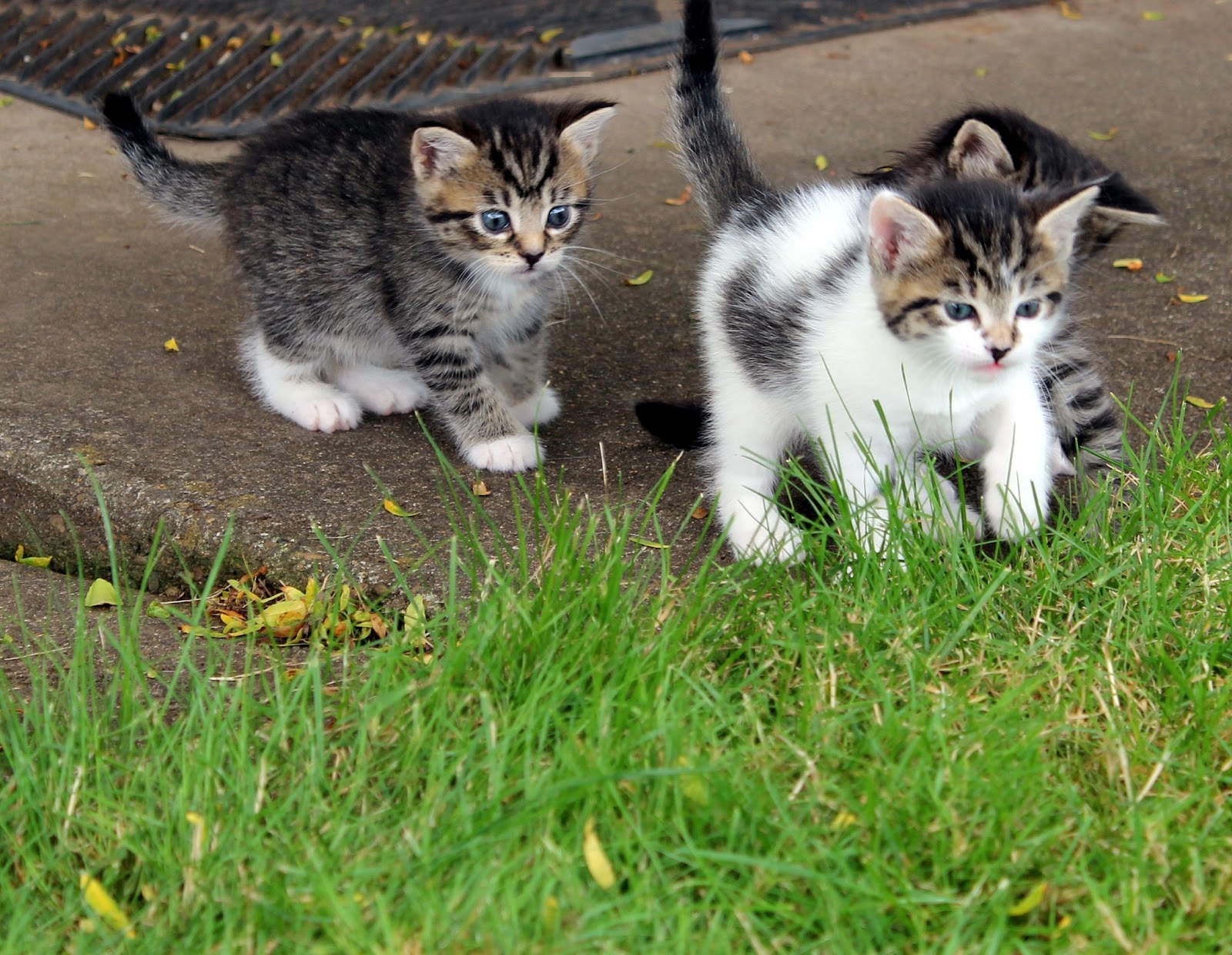 A Homestead on a Hill: Kittens 101: Weeks 3 and 4