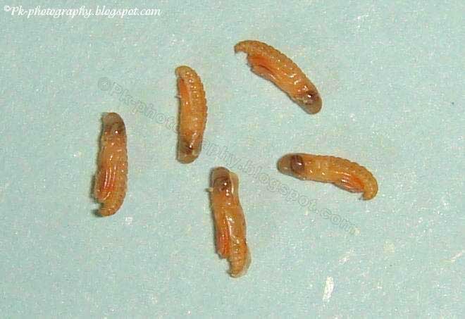 Praying Mantis Larvae | Nature, Cultural, and Travel Photography Blog