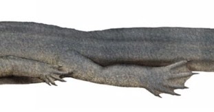 Blog de la Vida Prehistórica: Hovasaurus