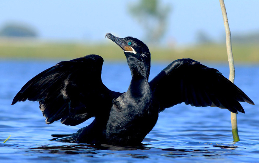 Bellas Aves de El Salvador: Phalacrocorax brasilianus (yeco, cormorán ...