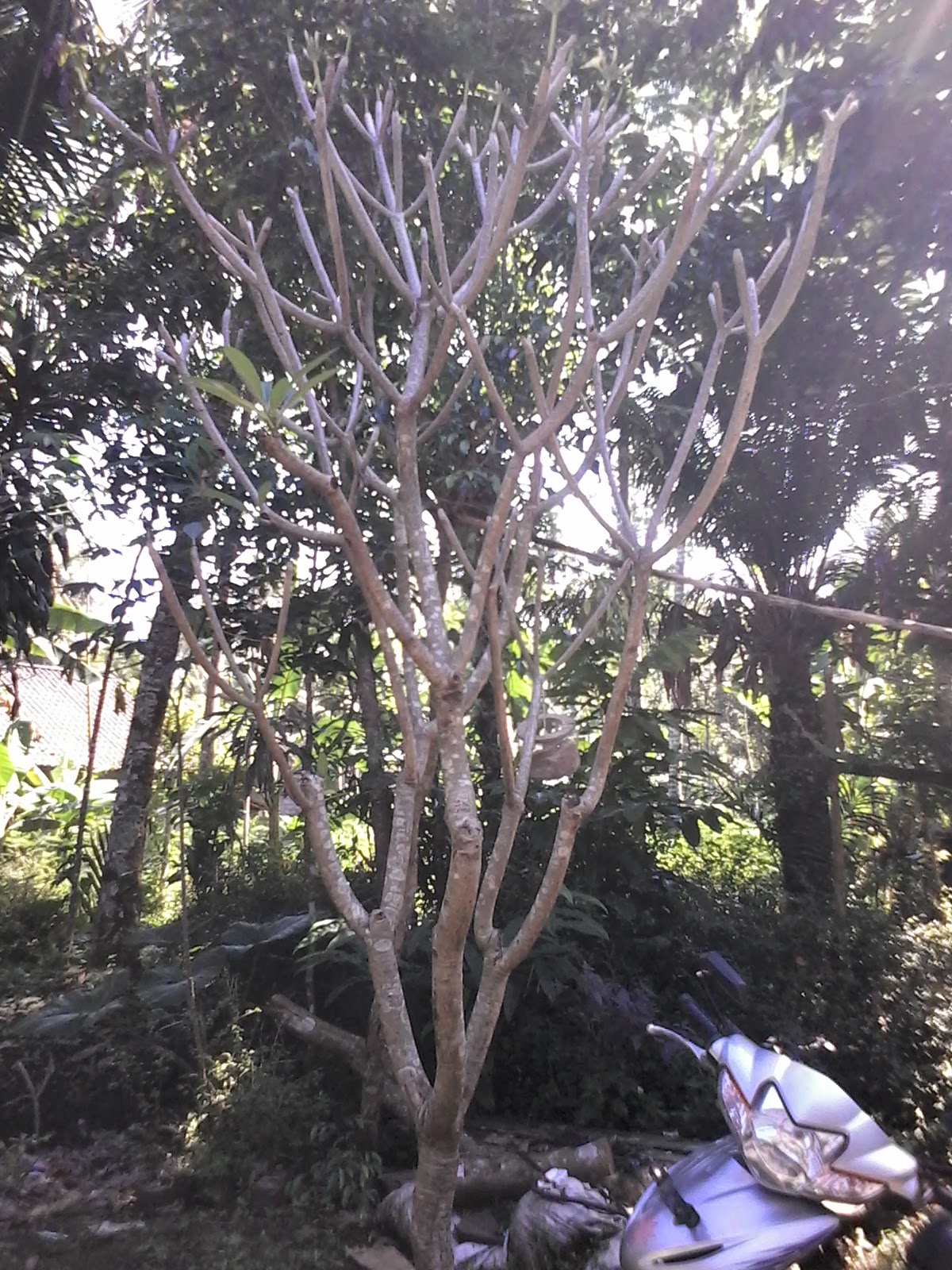 Pohon Kamboja (Kamboja Lokal & Kamboja Bali) ~ Arya Flower Landscape