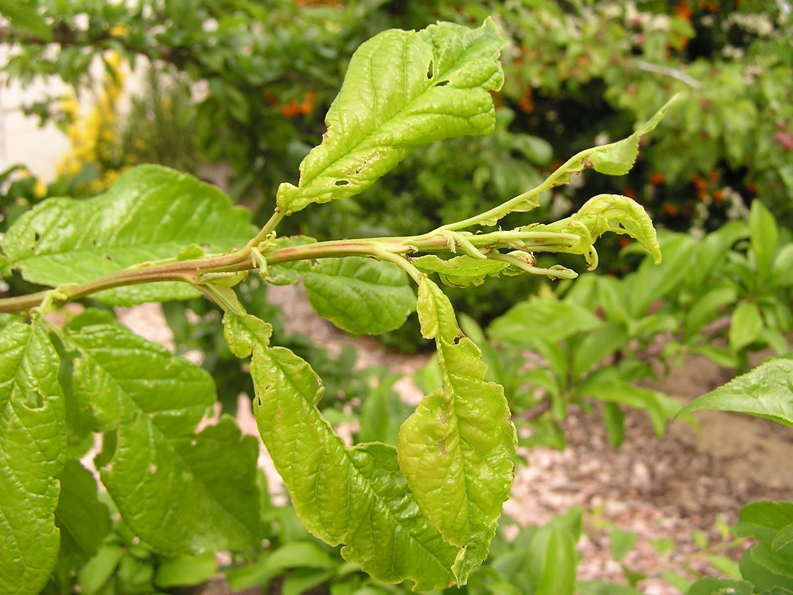 Xtremehorticulture of the Desert: Wind Damage to Leaves Can Look Like ...