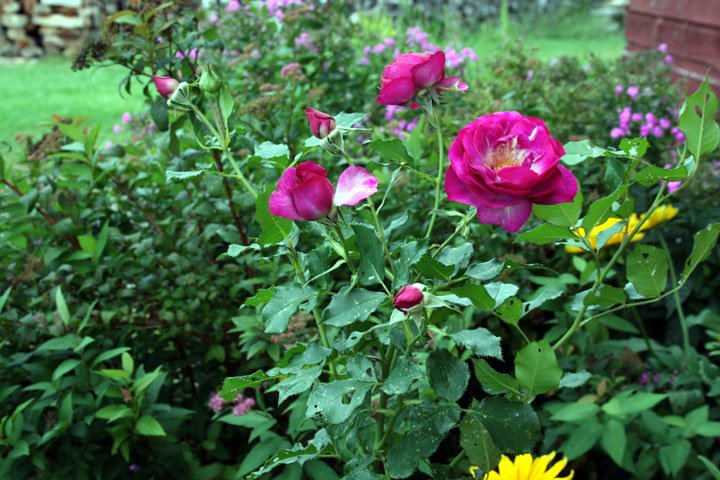 Temperate Climate Permaculture: Permaculture Plants: Roses, an ...