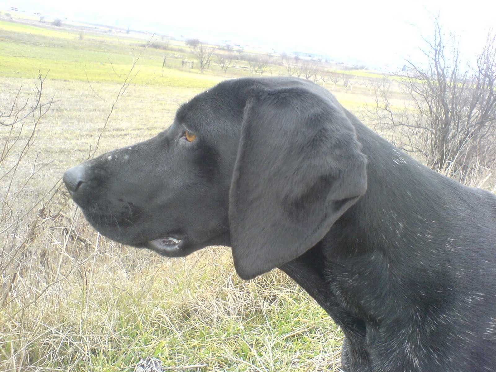 pticari vo makedonija