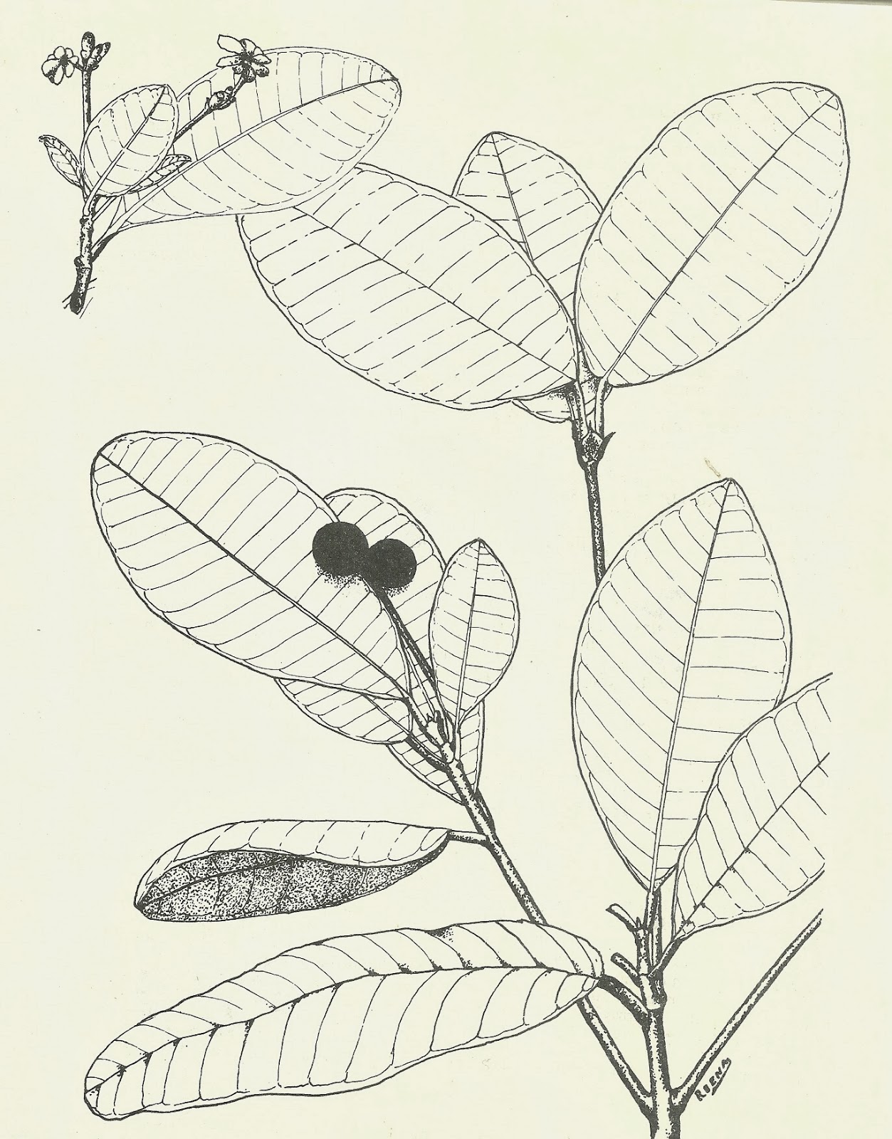 Flora de Puerto Rico Ilustrada Papo Vives: RUBIACEAE- GUETTARDA ...