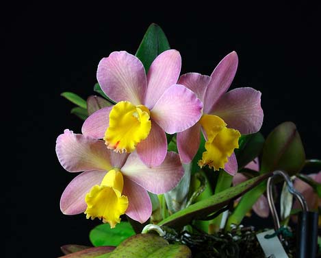 C (Sc) Crystelle Smith 'Gold Throat' AM-CCM-AOS