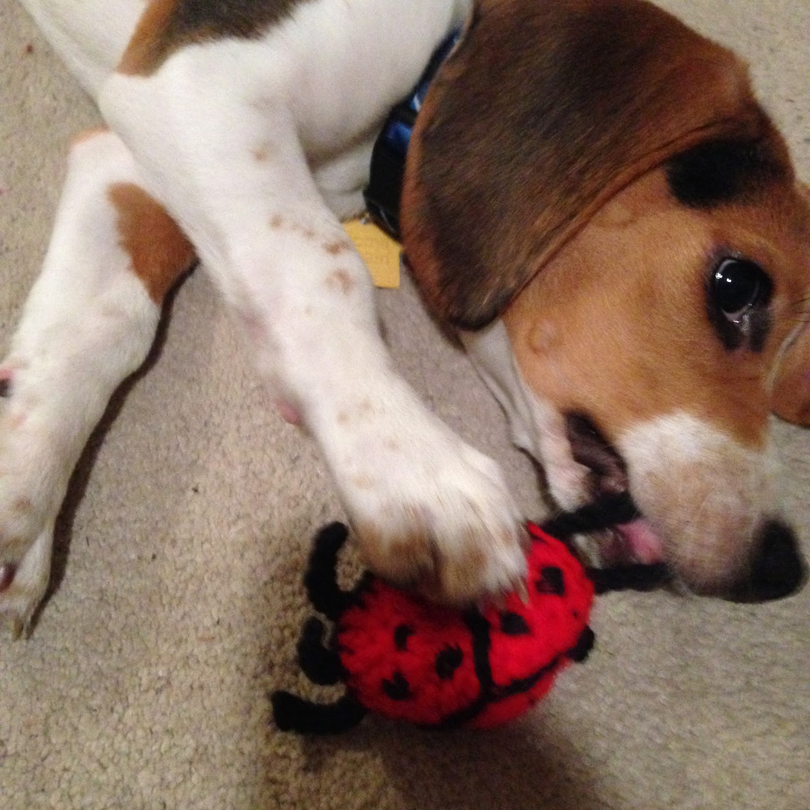 Creative Aspirations: Squeaky Bug - Free pattern (updated)