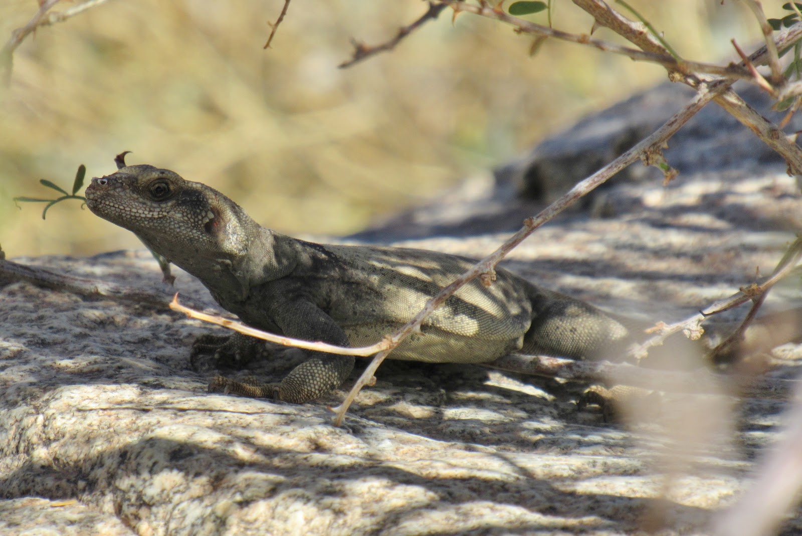 Chuckwallas and Other Miniature Dinosaurs of the Colorado Desert