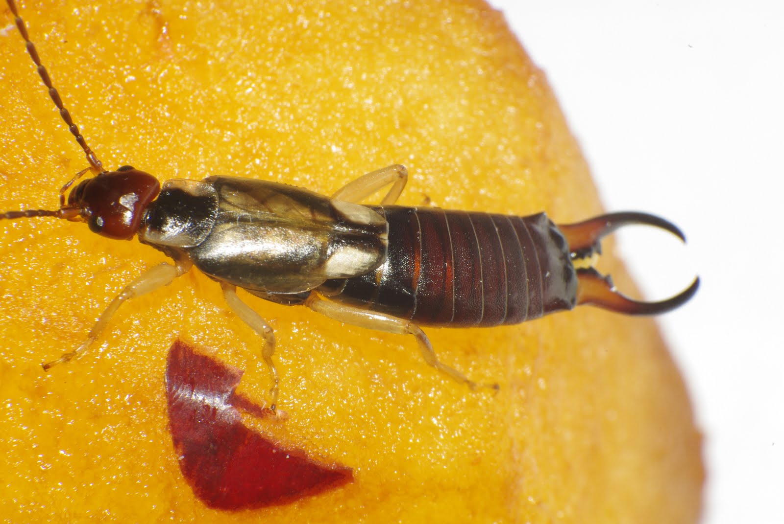 EL OJO DE SAUROOM: Macro de una tijereta ( Forficula auricularia )