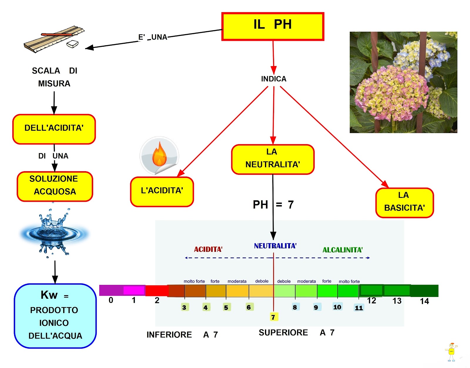 Mappa concettuale: PH • Scuolissima.com