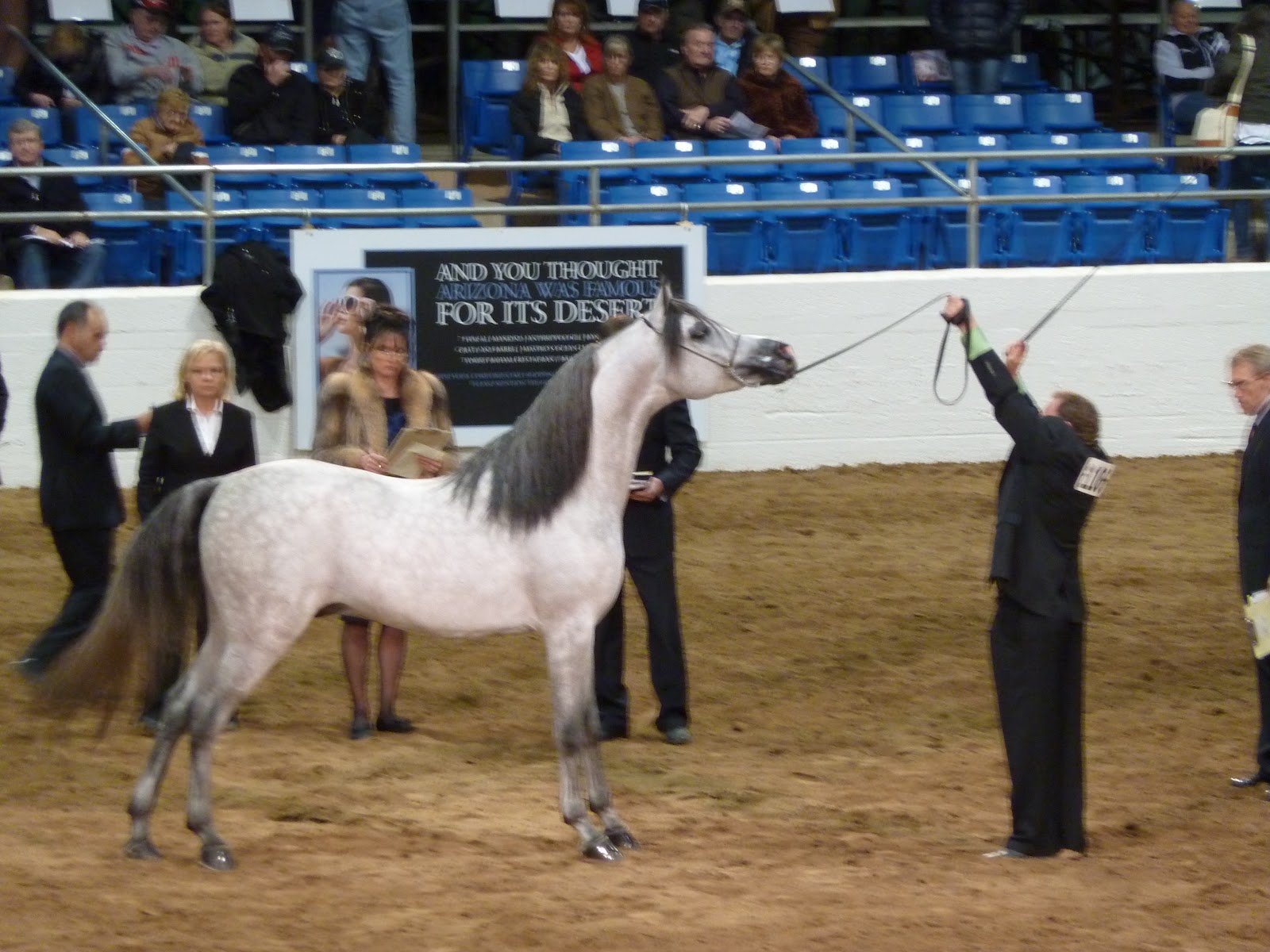 It's Brain Time!: Scottsdale Arabian Horse Show