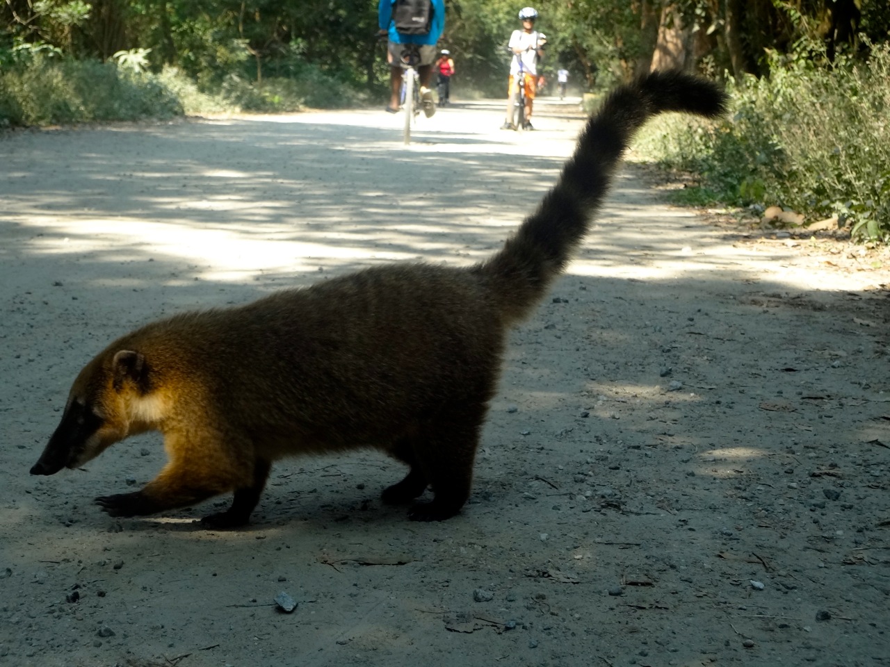 Parque Ecológico do Tietê em São Paulo ~ Áreas Verdes das Cidades ...